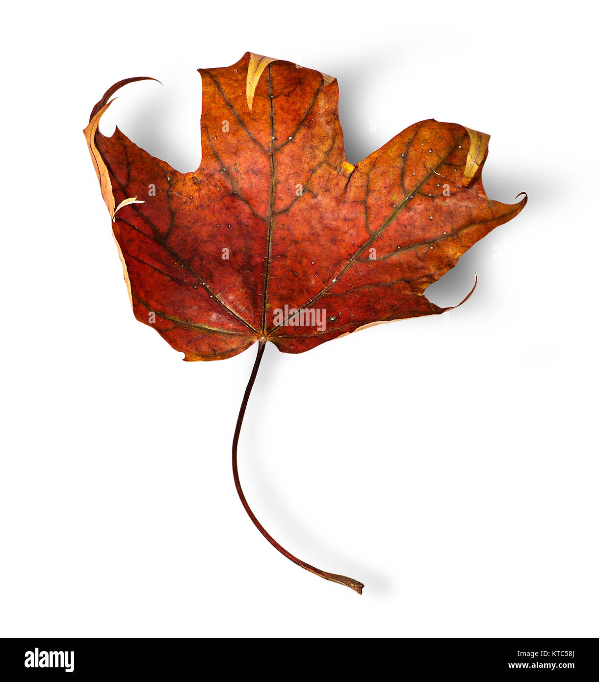 Dry maple leaf with curled edges vertically Stock Photo - Alamy