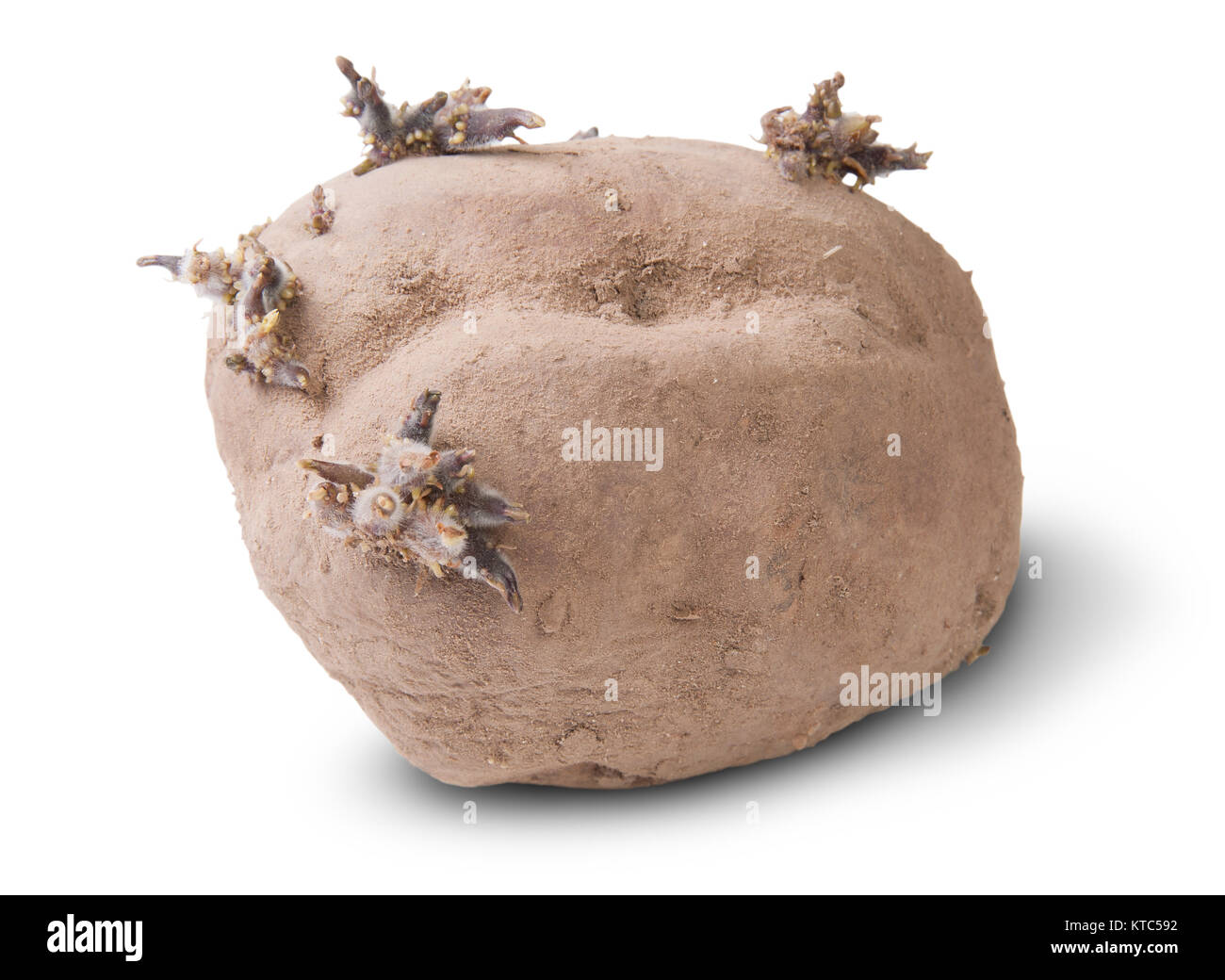 Potato potatoe dirt dirty hi-res stock photography and images - Alamy