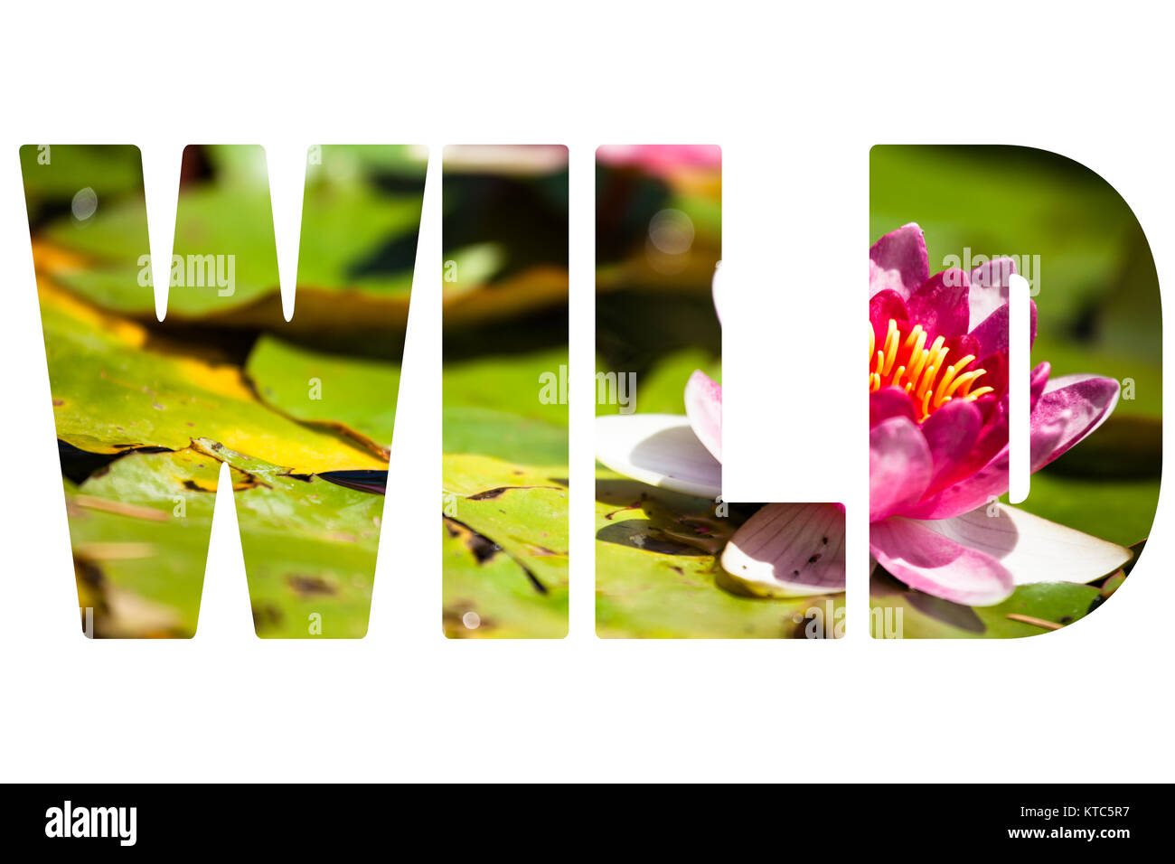 Word WILD over water lily Stock Photo - Alamy