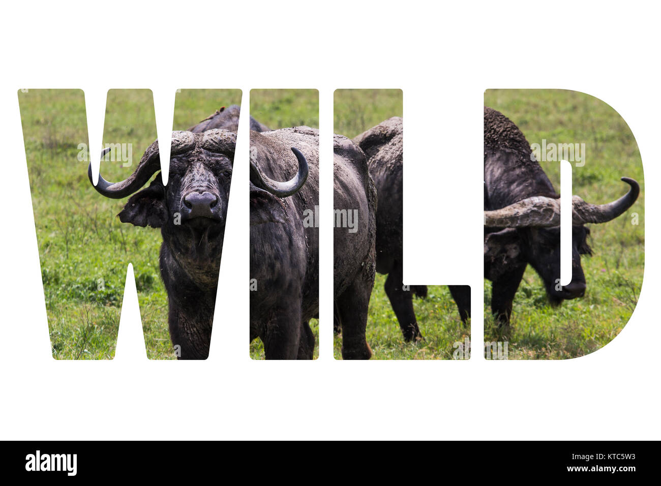 Wild animals tanzania Cut Out Stock Images & Pictures - Alamy