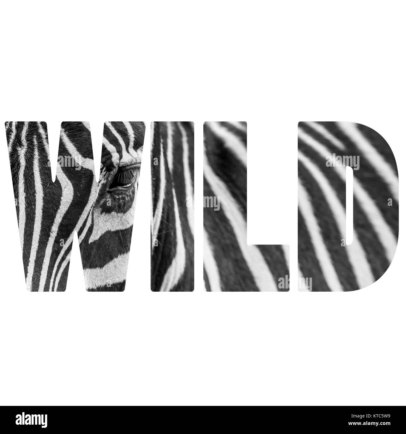 Word WILD zebre portrait Stock Photo - Alamy