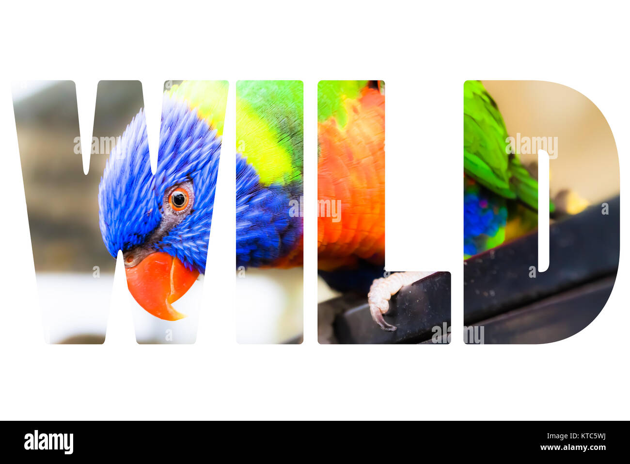 Word WILD over A blue and yellow macaw closeup Stock Photo - Alamy