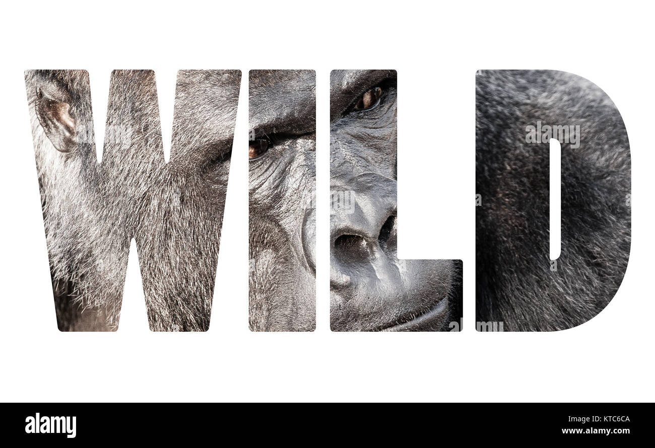Word WILD Face portrait of a gorilla male Stock Photo - Alamy