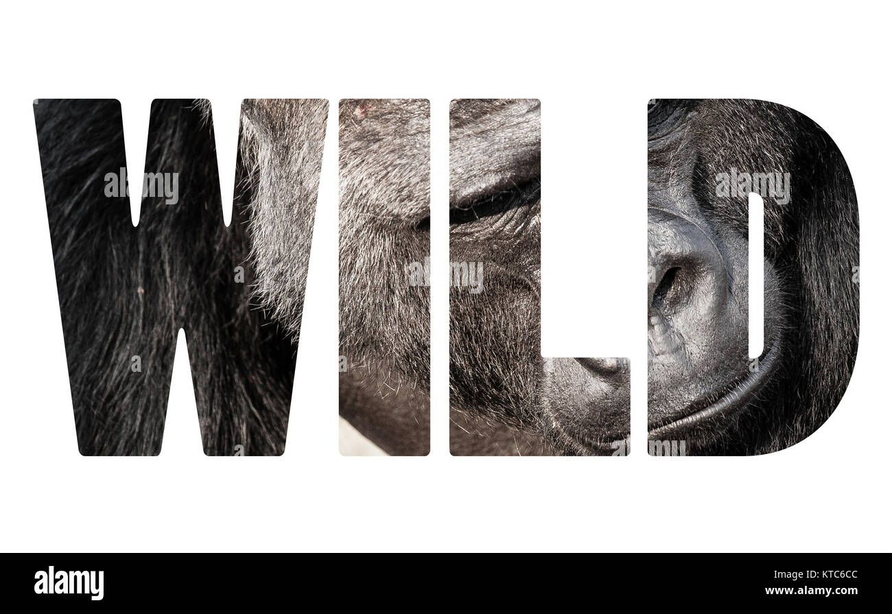 Close up view gorilla Cut Out Stock Images & Pictures - Alamy