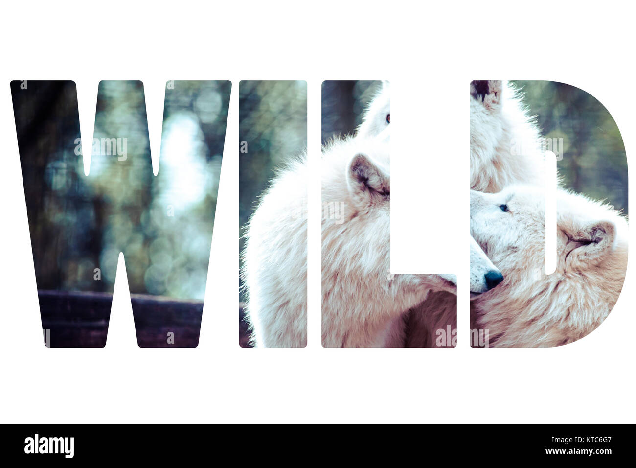 Word WILD Arctic white wolf Stock Photo - Alamy