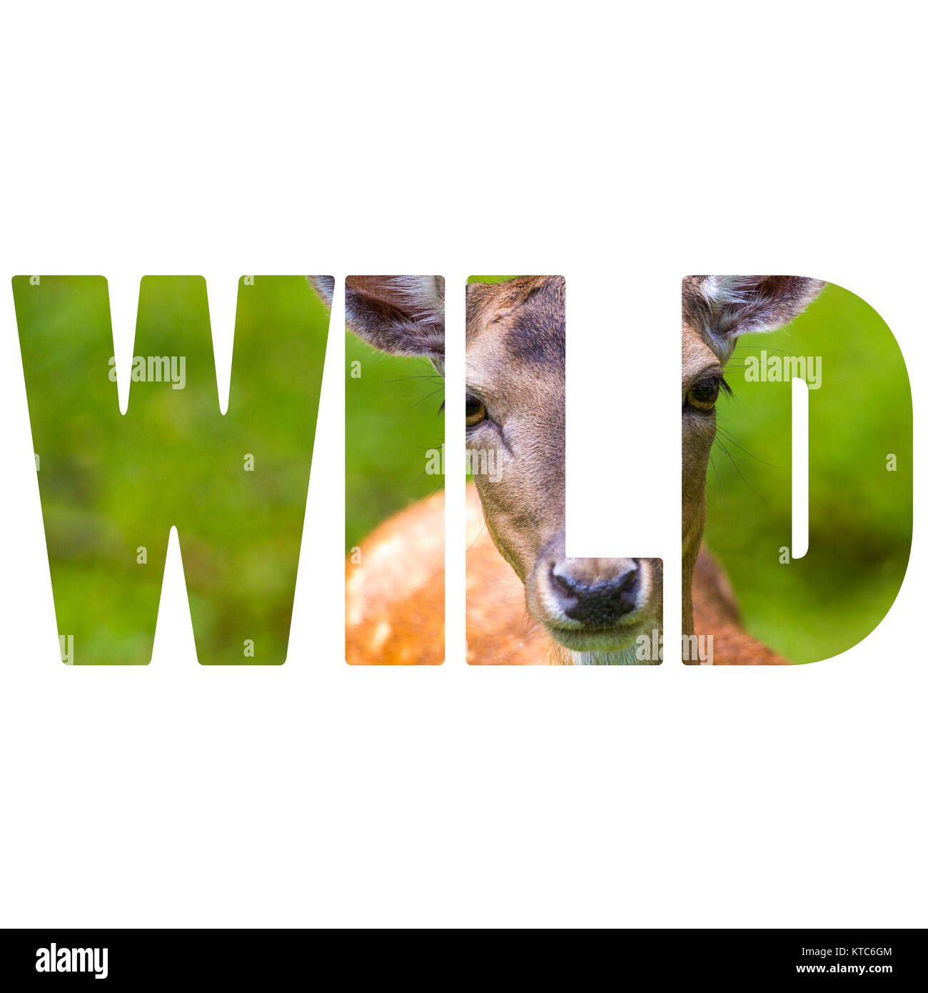 Word WILD Close-up fallow deer in wild nature Stock Photo - Alamy