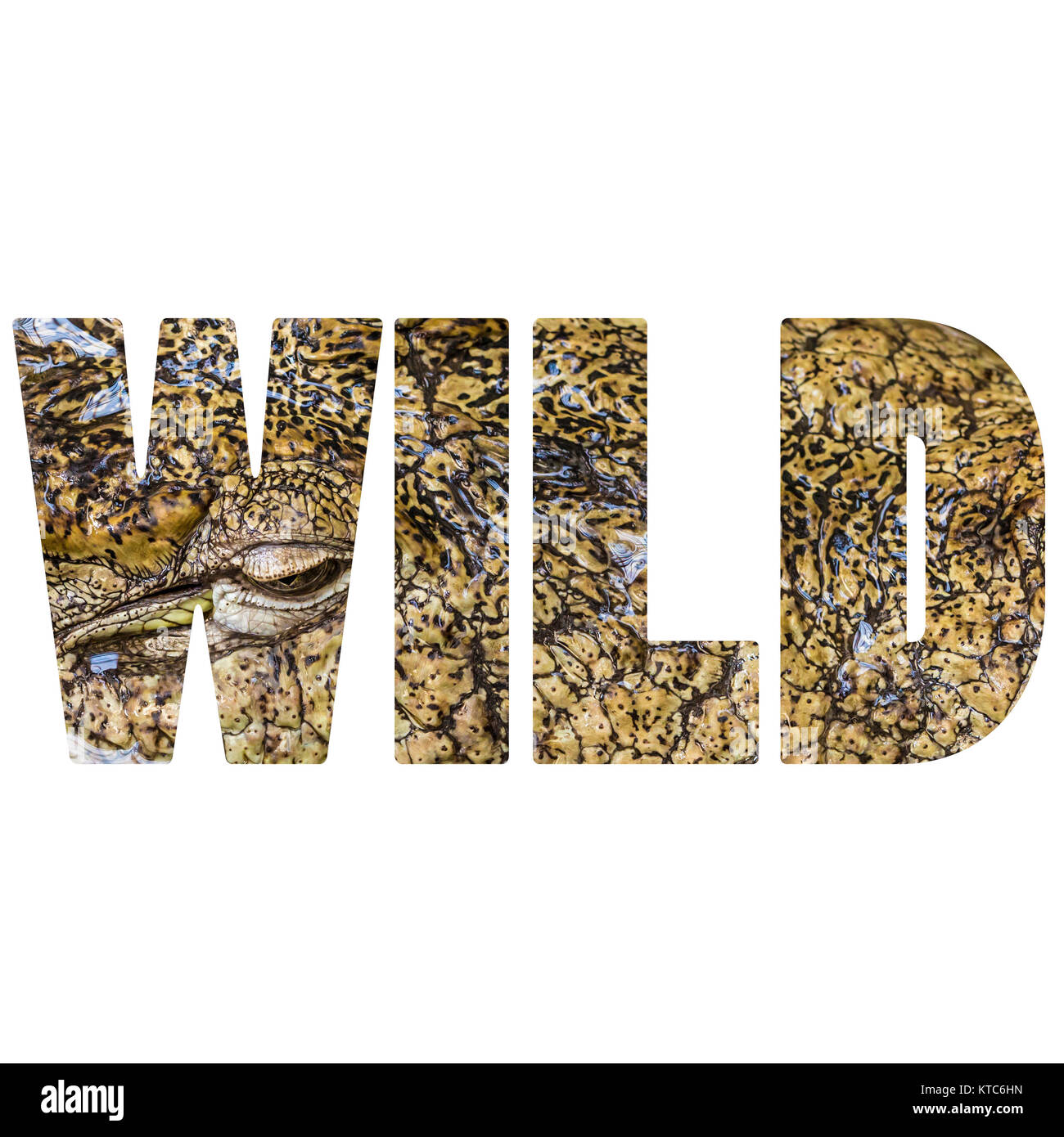 Word WILD Closeup of an adult male caiman Stock Photo - Alamy