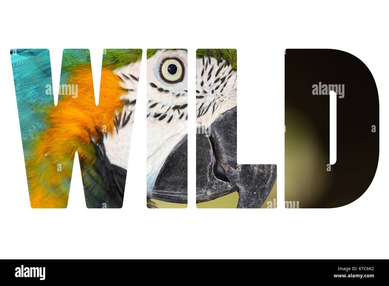 Word WILD over A blue and yellow macaw closeup Stock Photo - Alamy