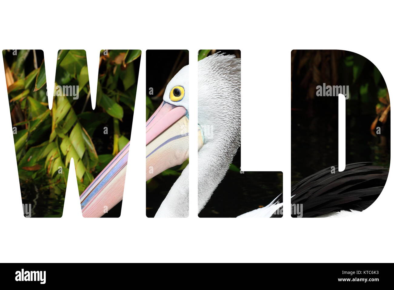 Word WILD over White Pelican Stock Photo - Alamy