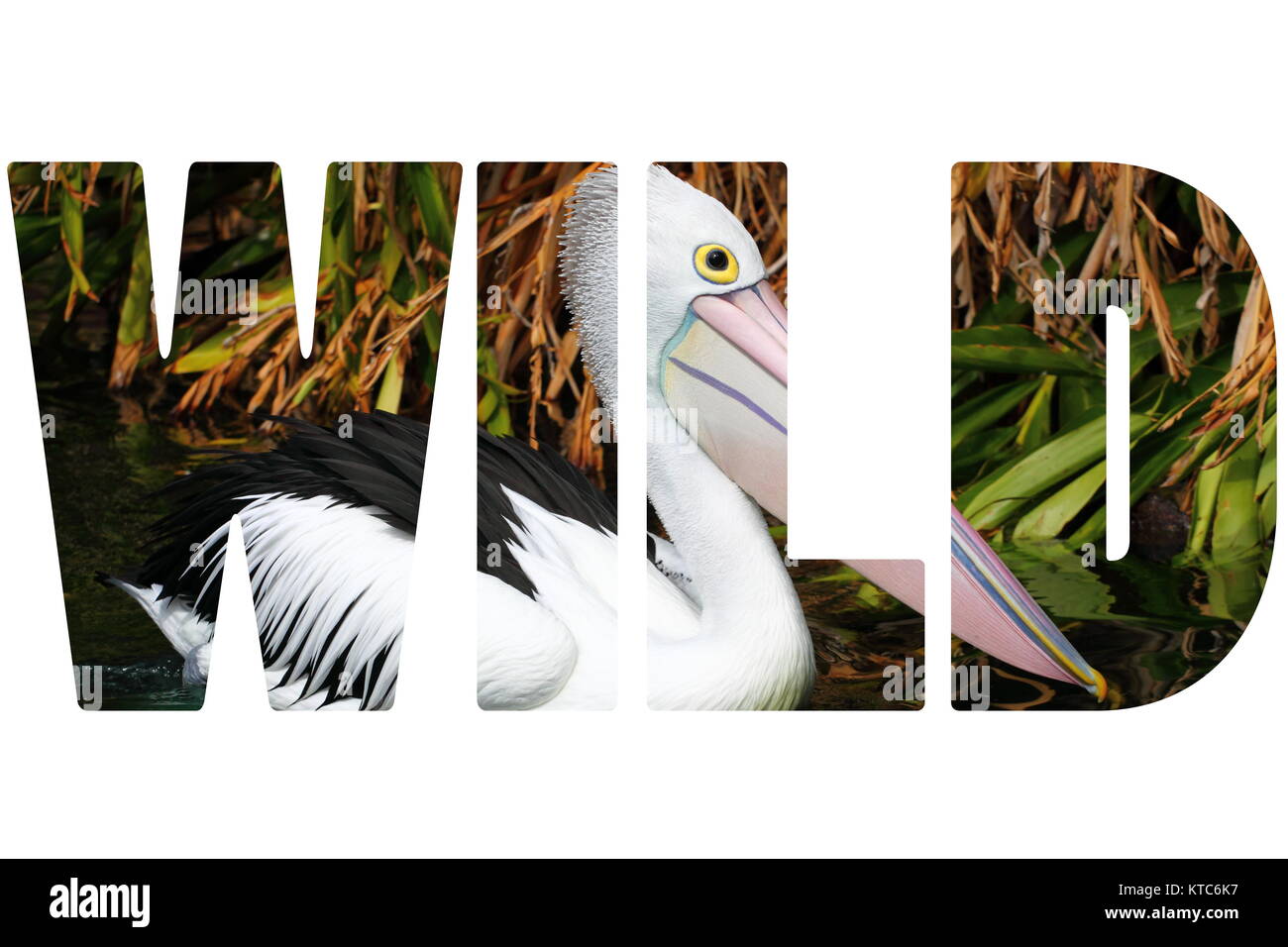 Word WILD over White Pelican Stock Photo - Alamy