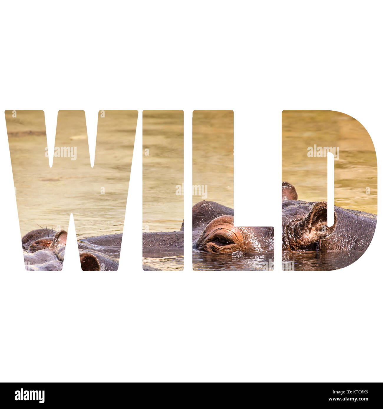 Word WILD African hippo in their natural habitat Stock Photo - Alamy