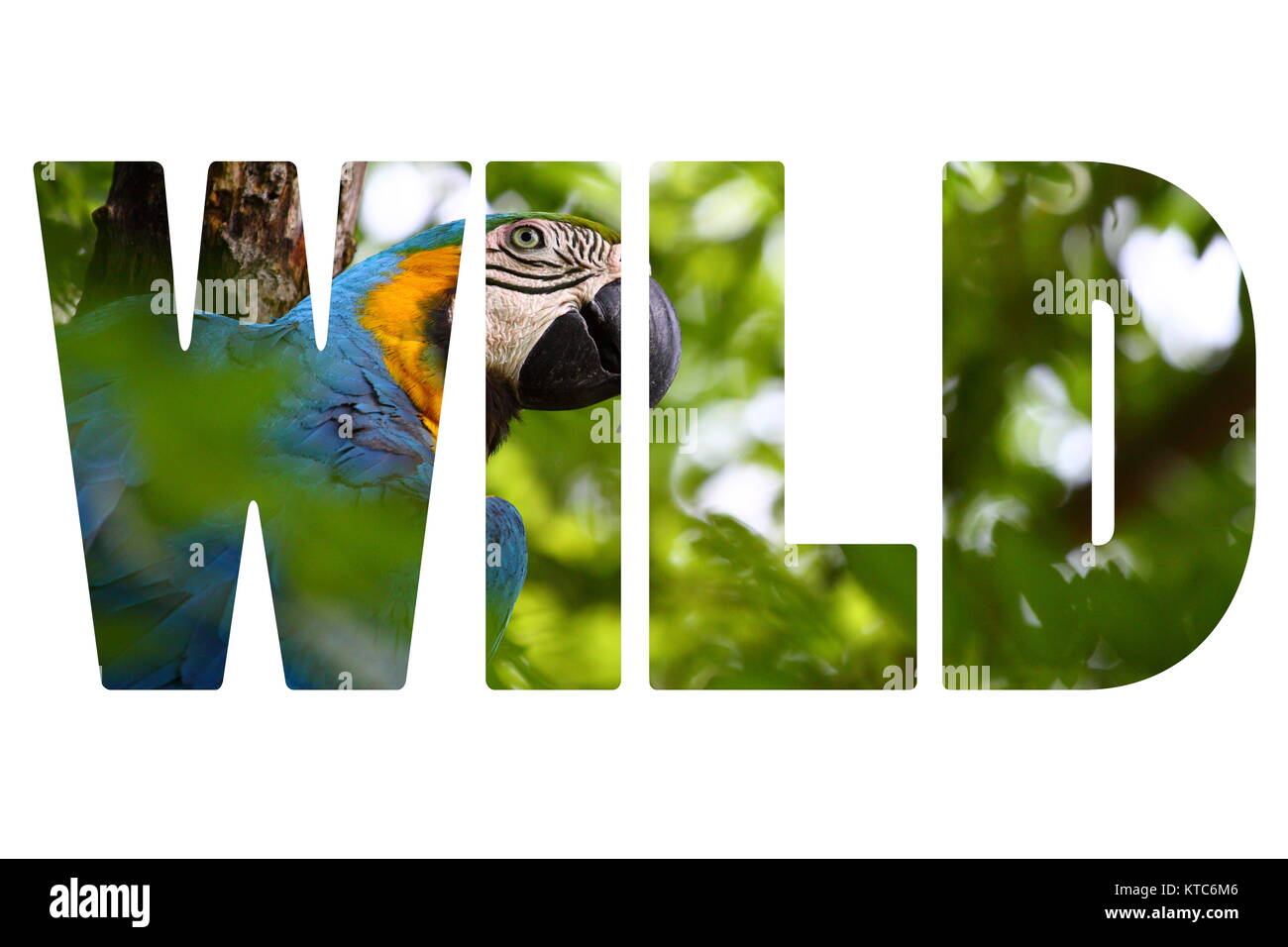 Word WILD over A blue and yellow macaw closeup Stock Photo - Alamy