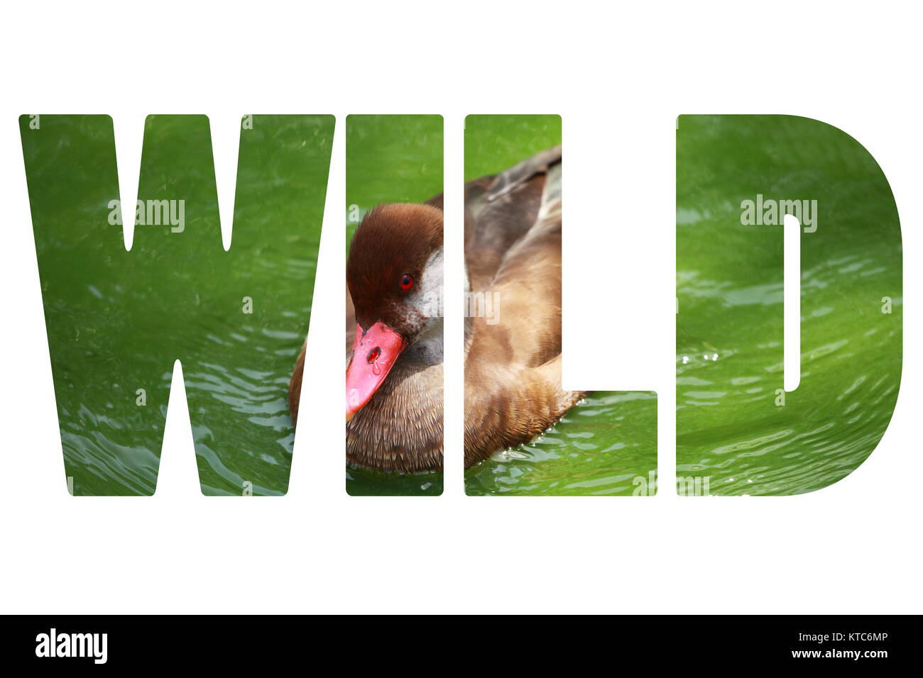 Word WILD over duck Stock Photo - Alamy
