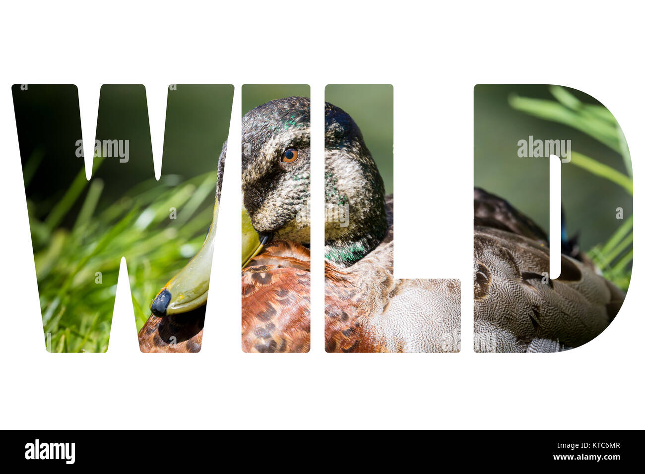 Word WILD over duck Stock Photo - Alamy