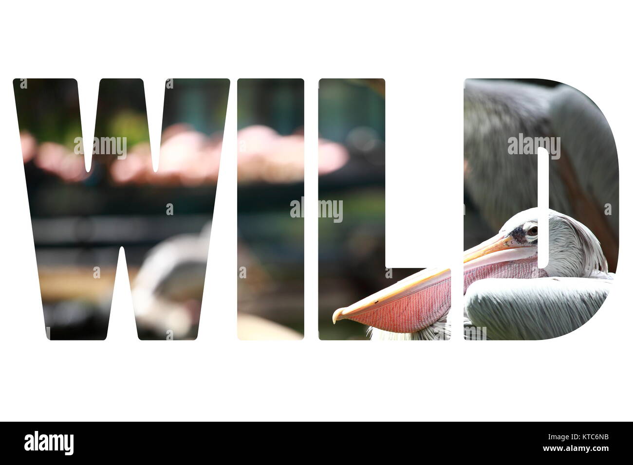 Word WILD over White Pelican Stock Photo - Alamy