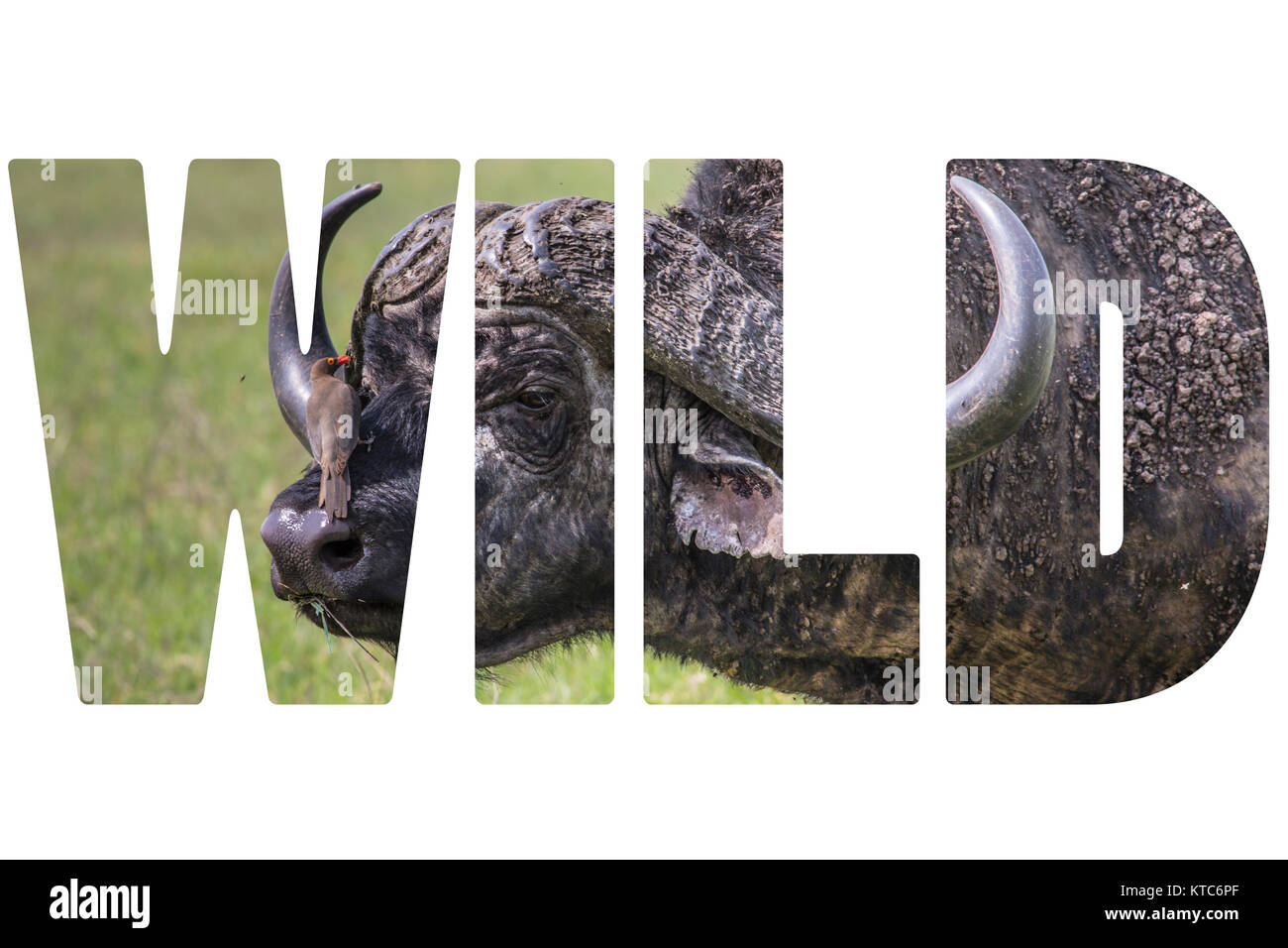 Word WILD over animals Stock Photo - Alamy