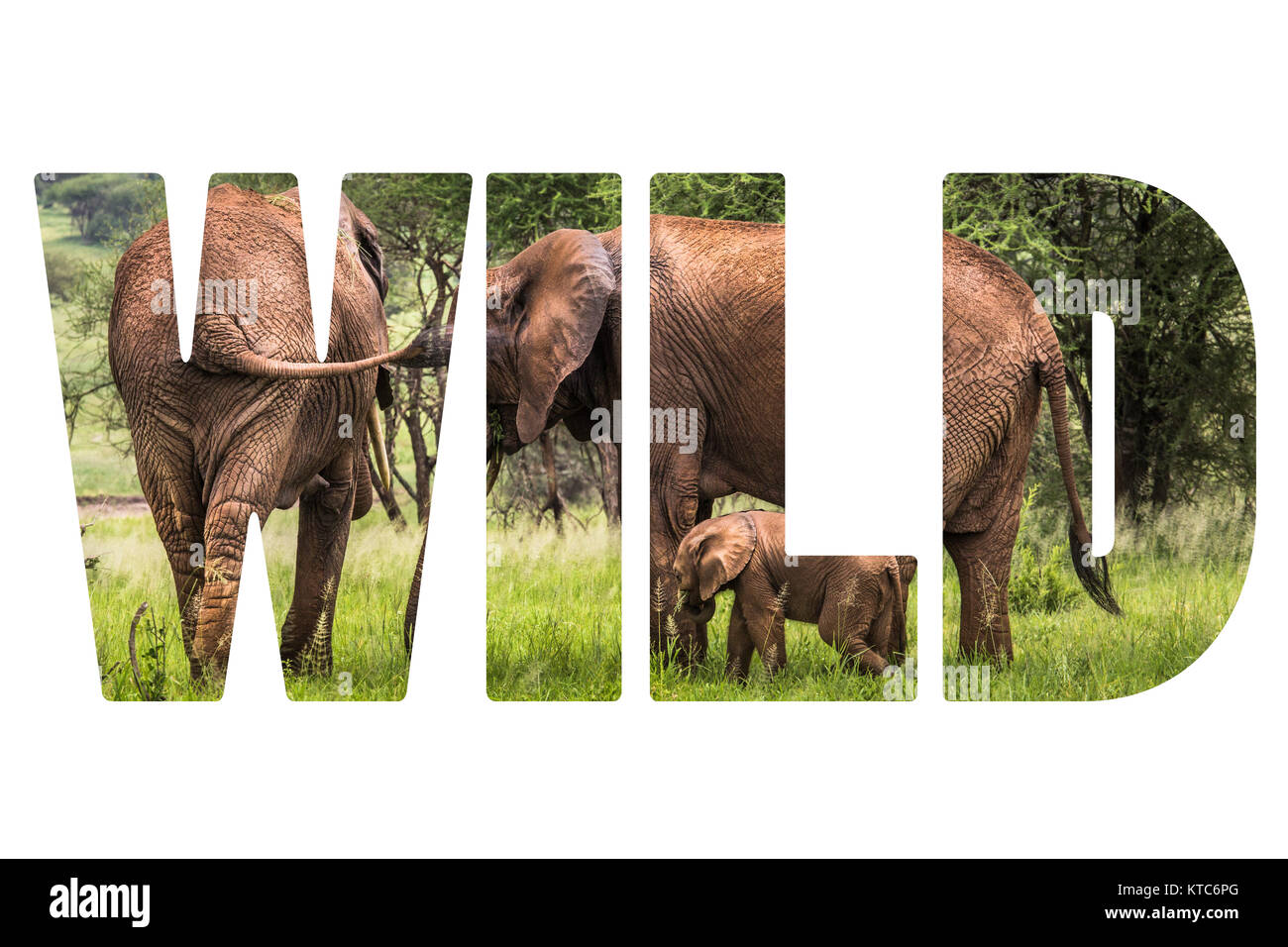 Wild animals tanzania Cut Out Stock Images & Pictures - Alamy
