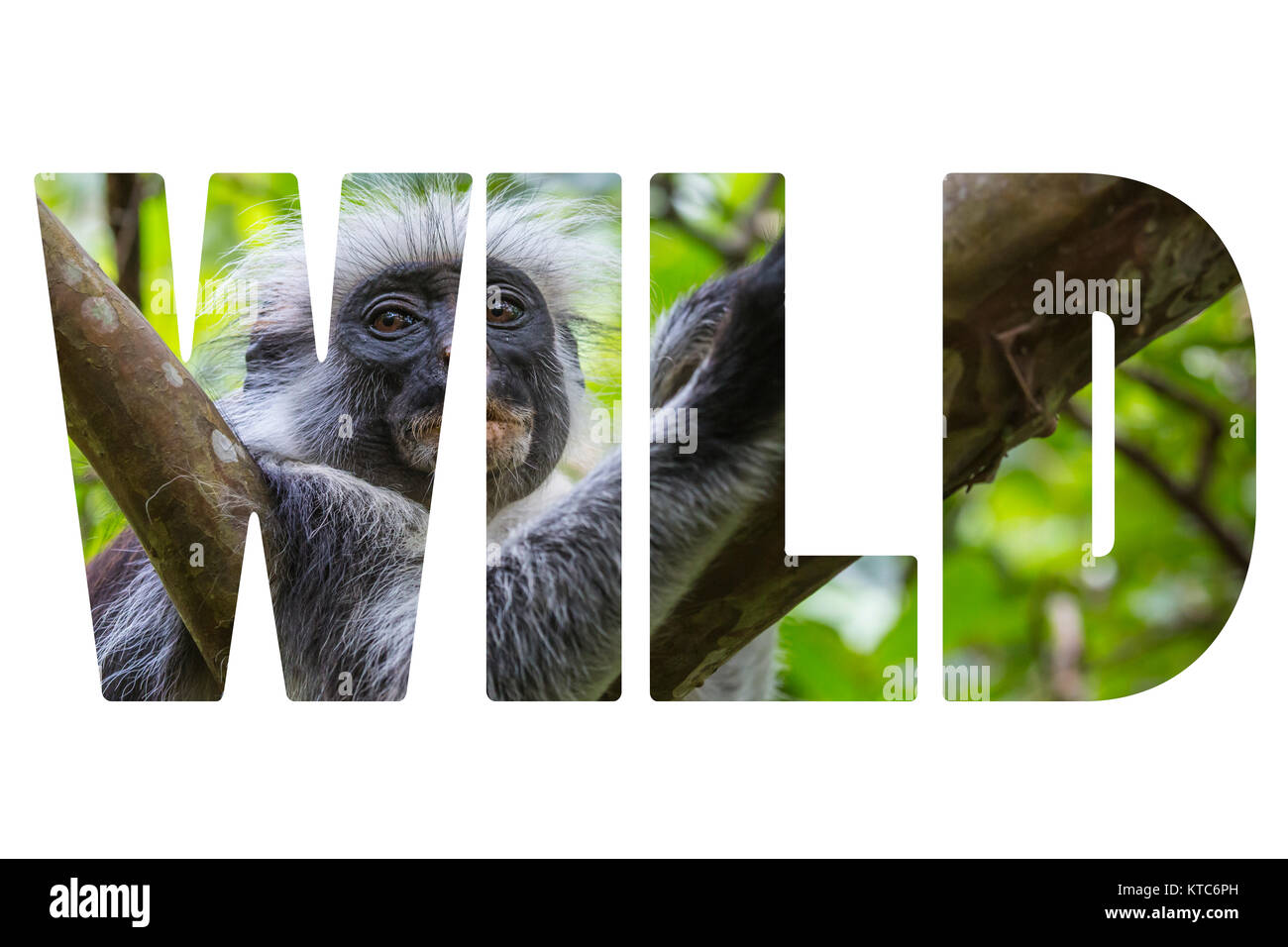 Wild animals tanzania Cut Out Stock Images & Pictures - Alamy