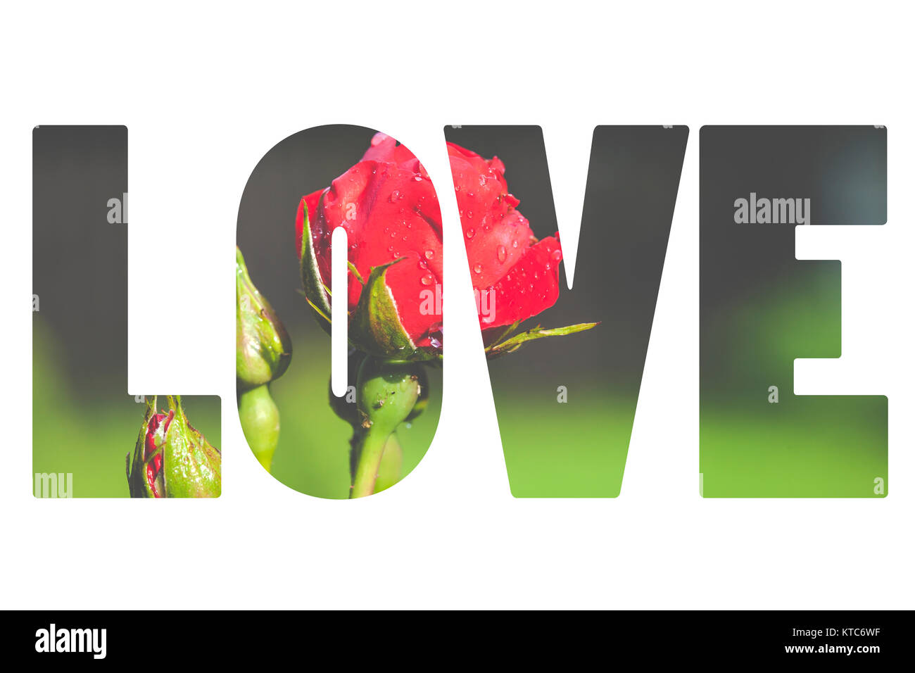 Word LOVE over red rose Stock Photo - Alamy
