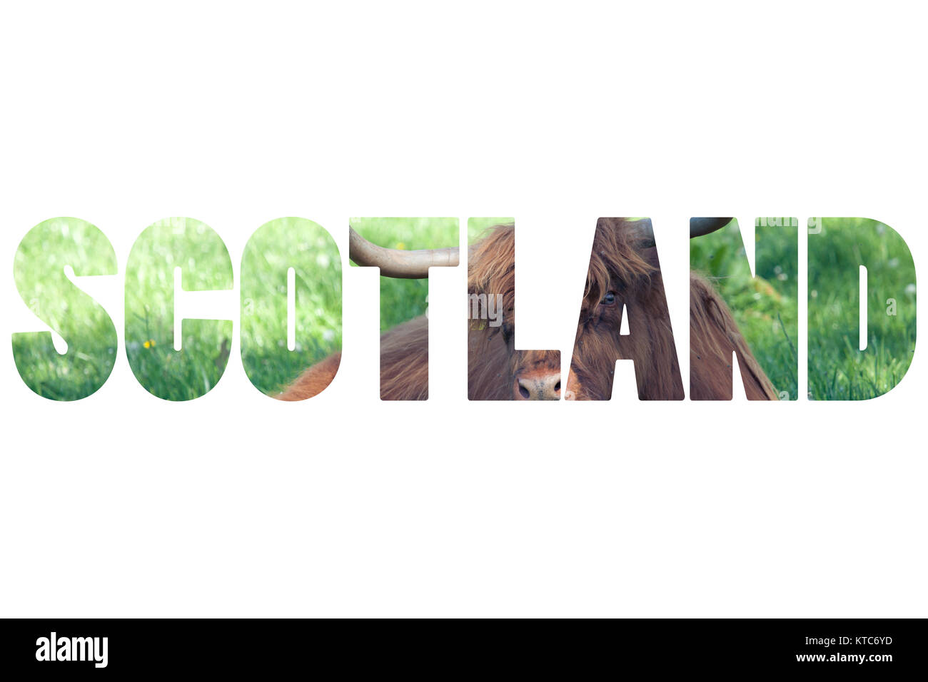 Word SCOTLAND over Scottish highland cow over green grass Stock Photo ...