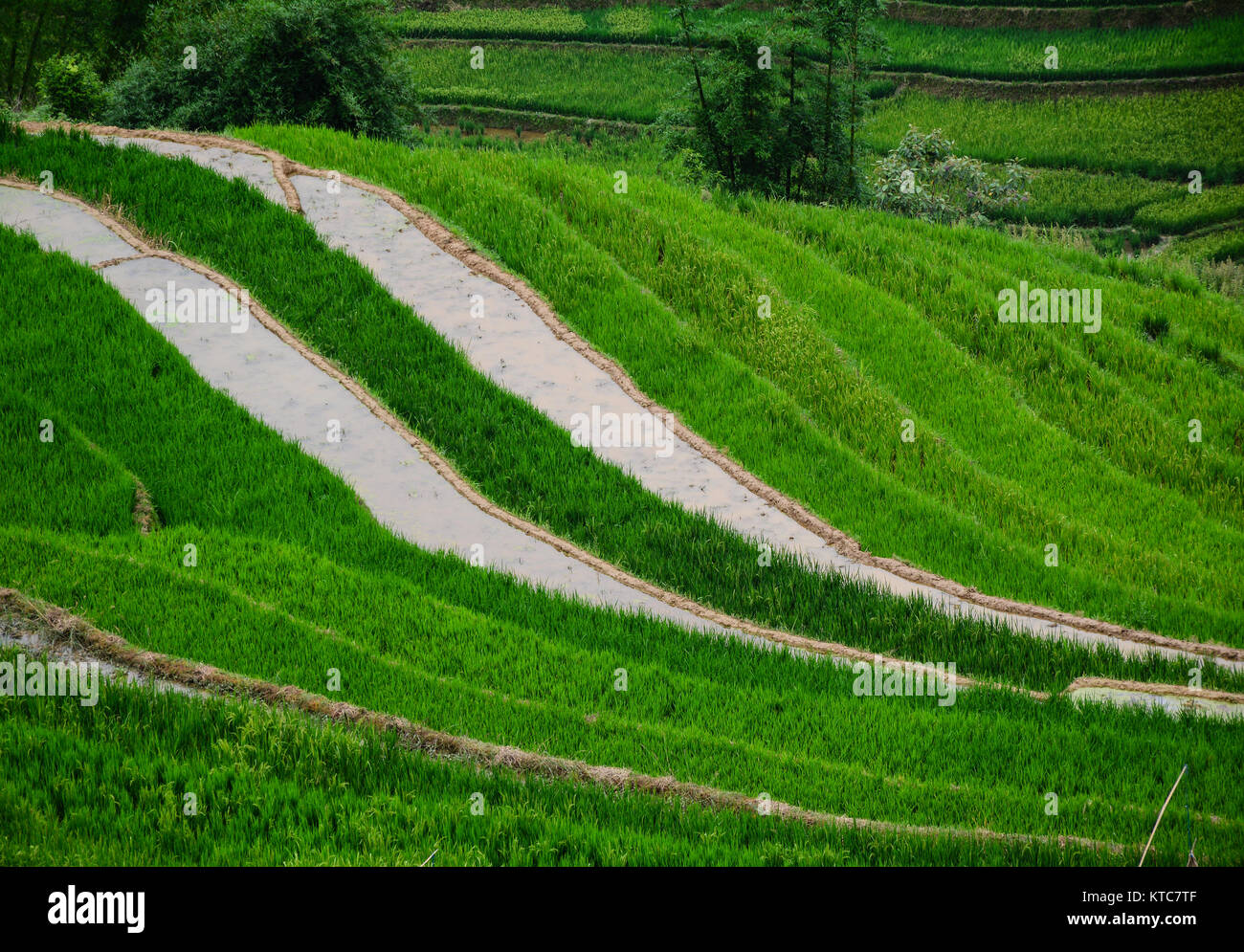 Terraced rice field at summer day in Sapa Township, Lao Cai Province ...