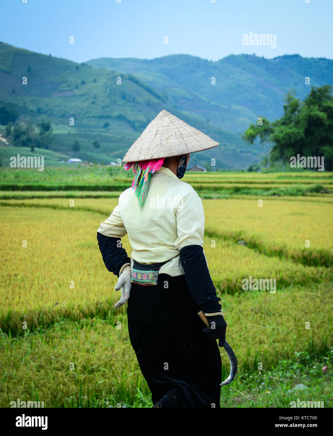 A Hmong woman walking on rice field in Sapa, Vietnam Stock Photo - Alamy