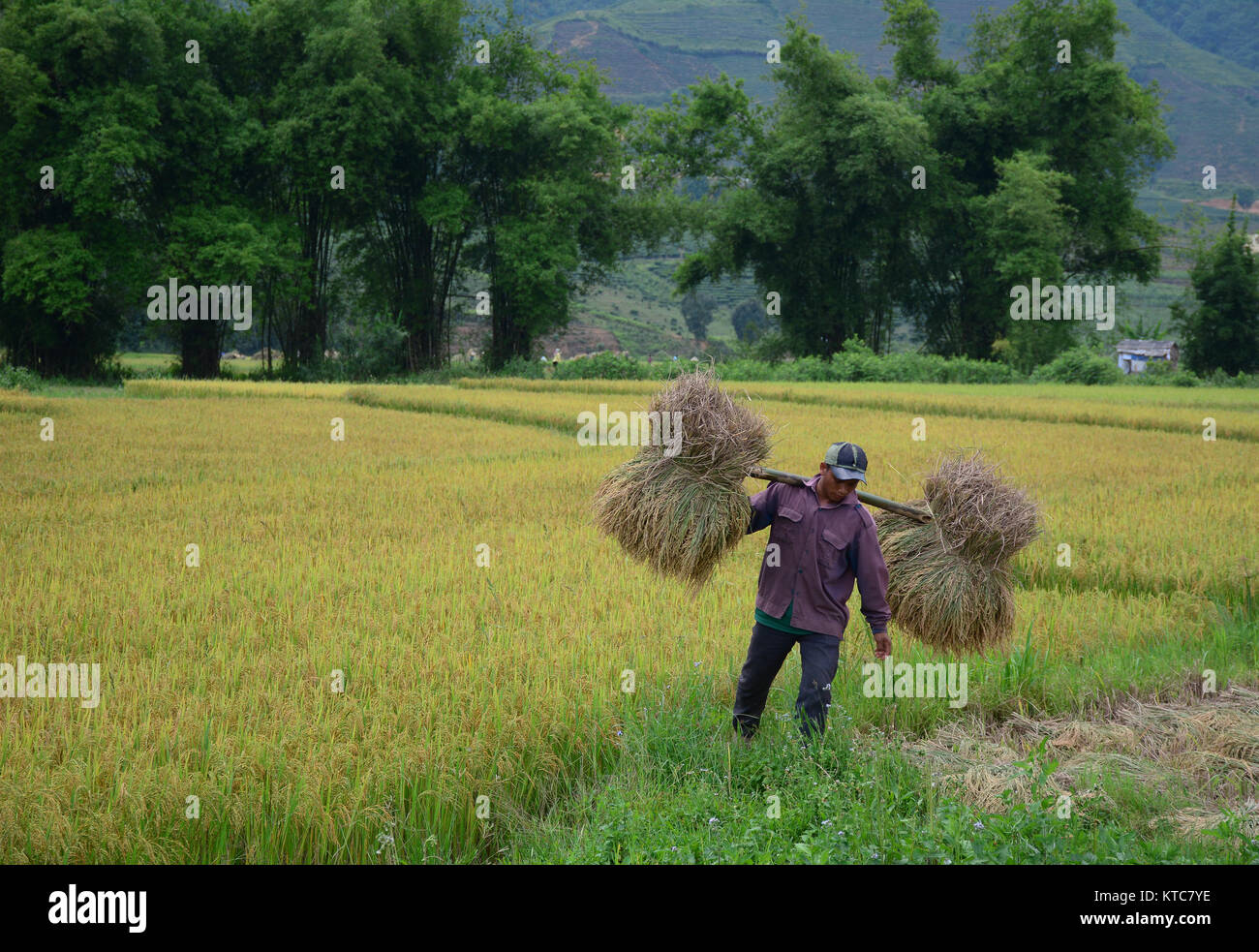 Sapa, Vietnam - May 29, 2016. A man harvesting rice on the field in ...