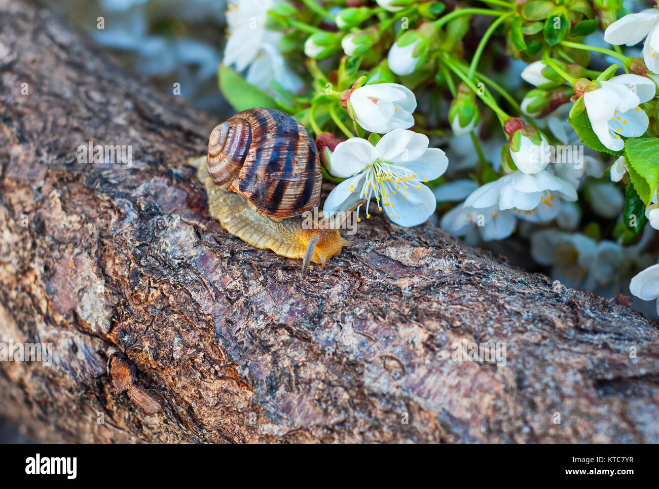 snail sitting on a tree trunk cherry Stock Photo - Alamy
