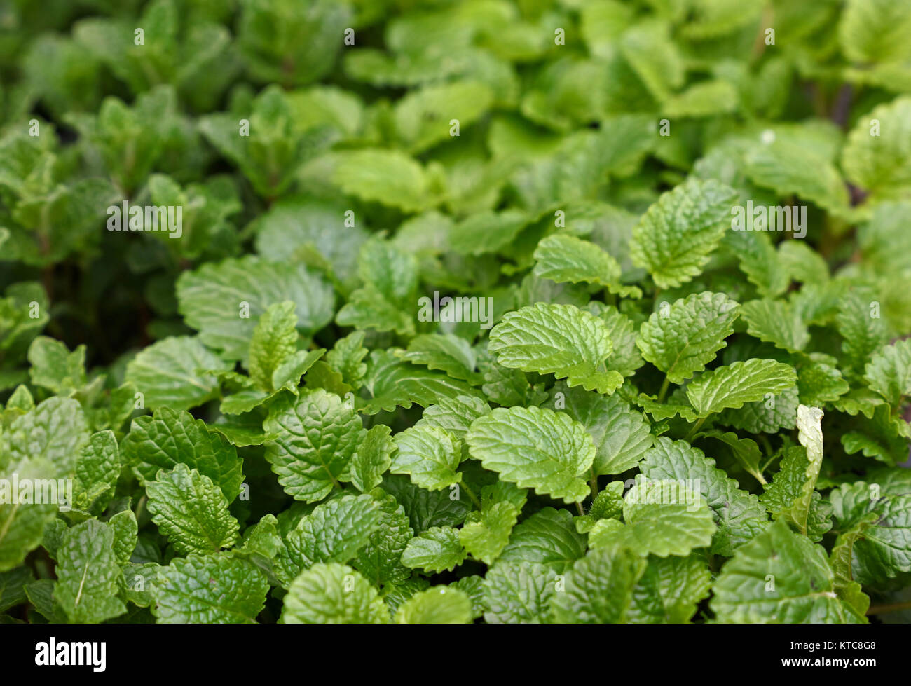 Green fresh mint leaves growing Stock Photo - Alamy