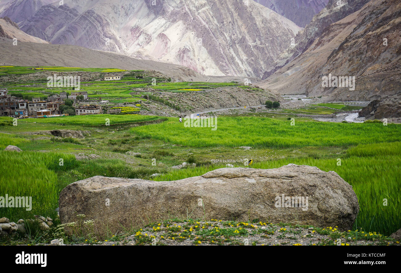 Green wheat fields with mountain background in Ladakh, India Stock ...