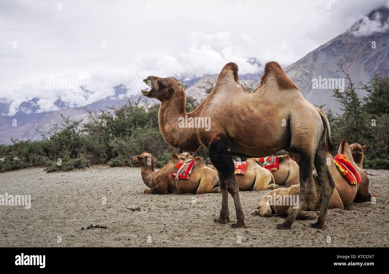 Camels in Nubra Valley, Ladakh, North of India. Nubra Valley lies in ...