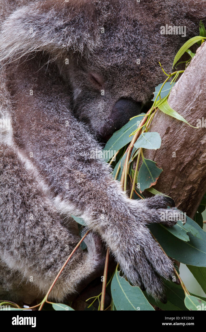 Koala - At the Rockhampton Zoo & Botanical Gardens Stock Photo - Alamy