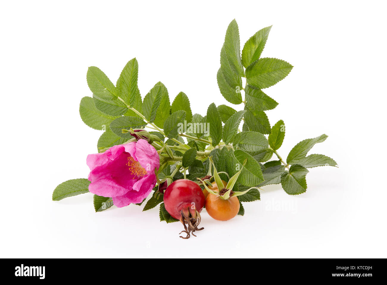 Branch of Rose hip on a white background Stock Photo - Alamy