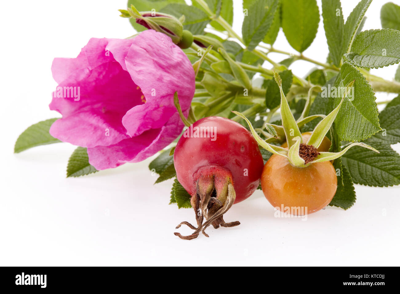 Branch of Rose hip on a white background Stock Photo - Alamy