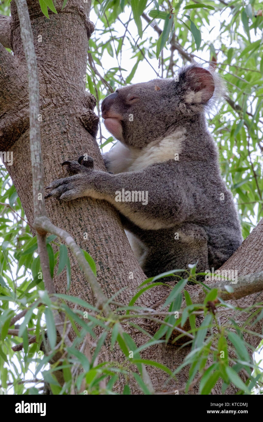 Koala - At the Rockhampton Zoo & Botanical Gardens Stock Photo - Alamy