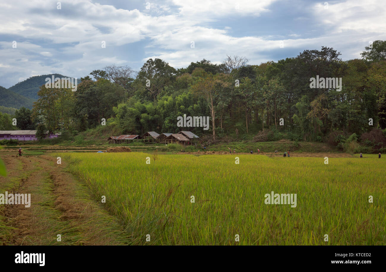Landscape in Pai province Thailand Stock Photo - Alamy