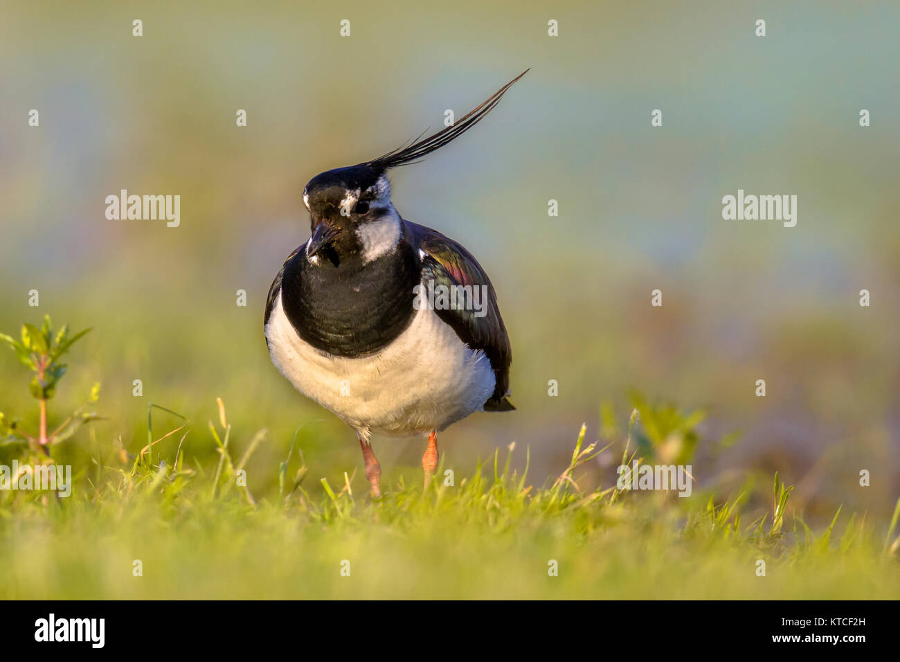 Black crested birds hi-res stock photography and images - Alamy