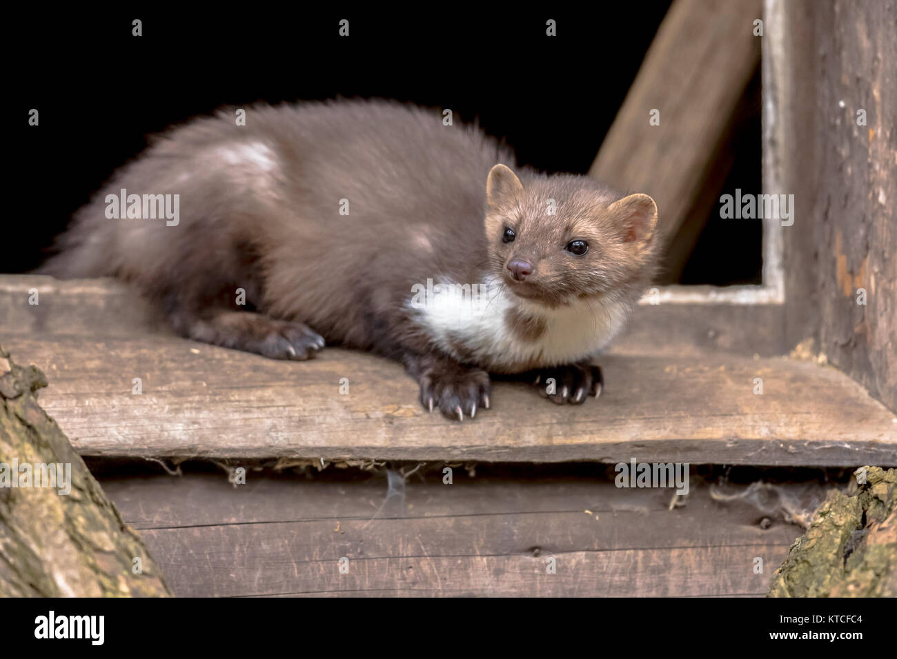 Martes foina hi-res stock photography and images - Alamy