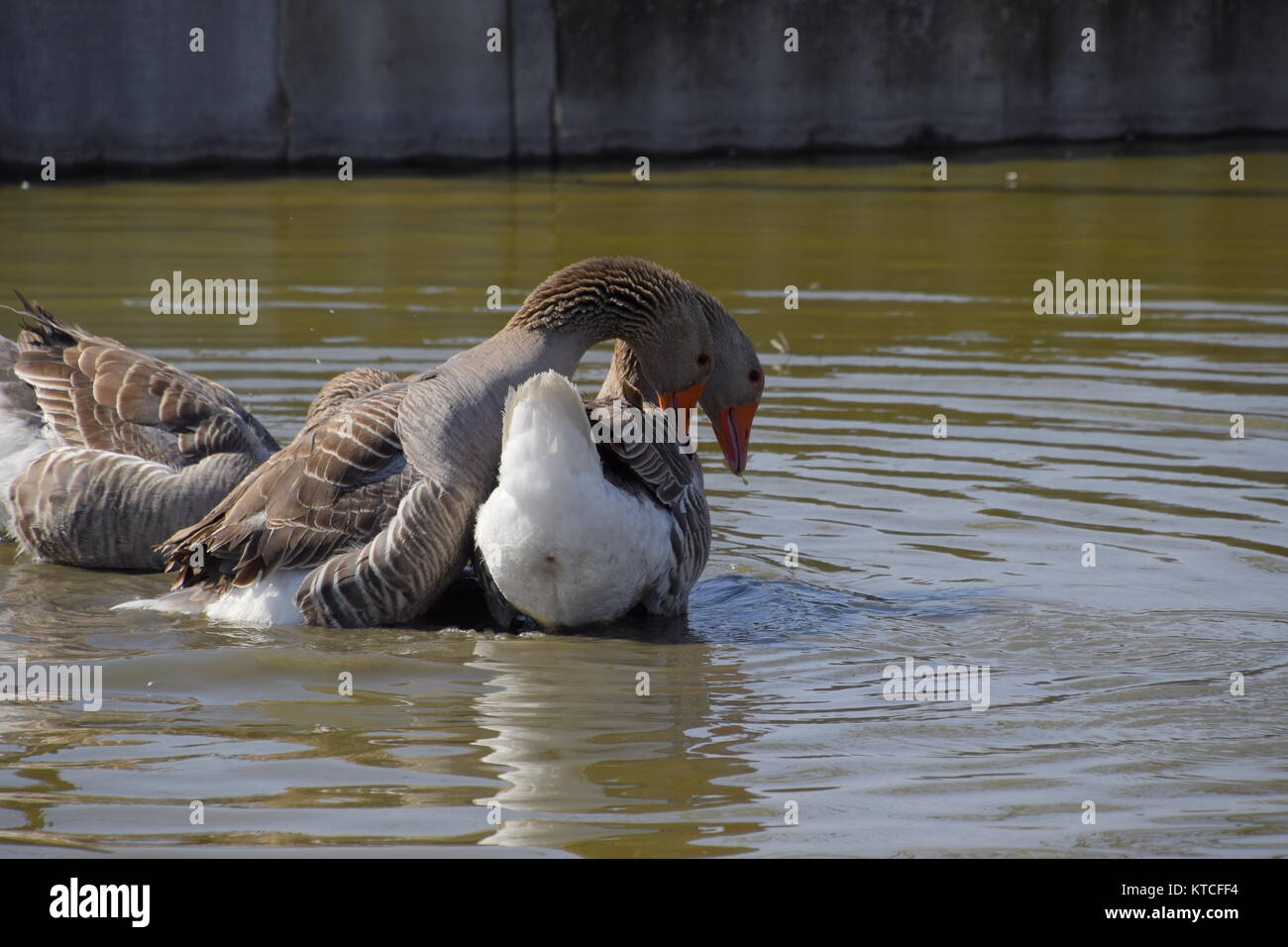 The gray goose is domestic. Homemade gray goose. Homemade geese in an ...