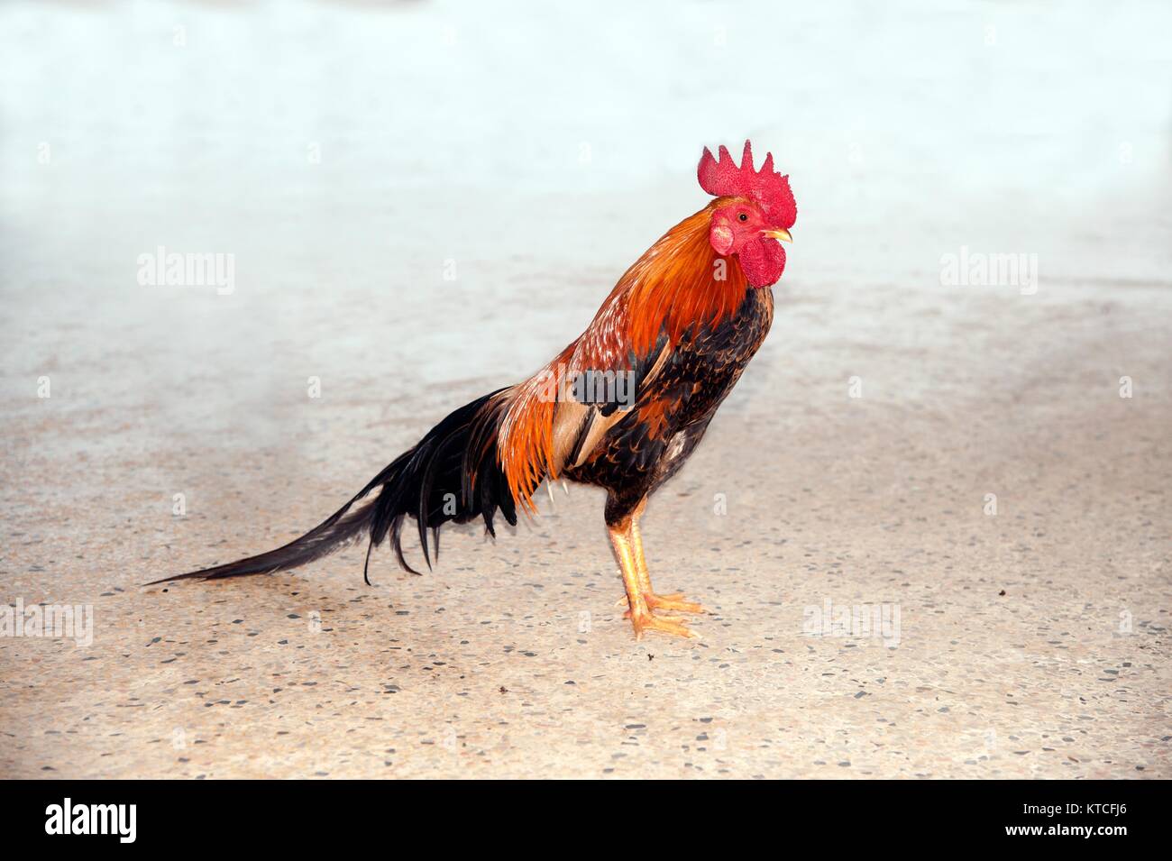 Handsome rooster hi-res stock photography and images - Alamy
