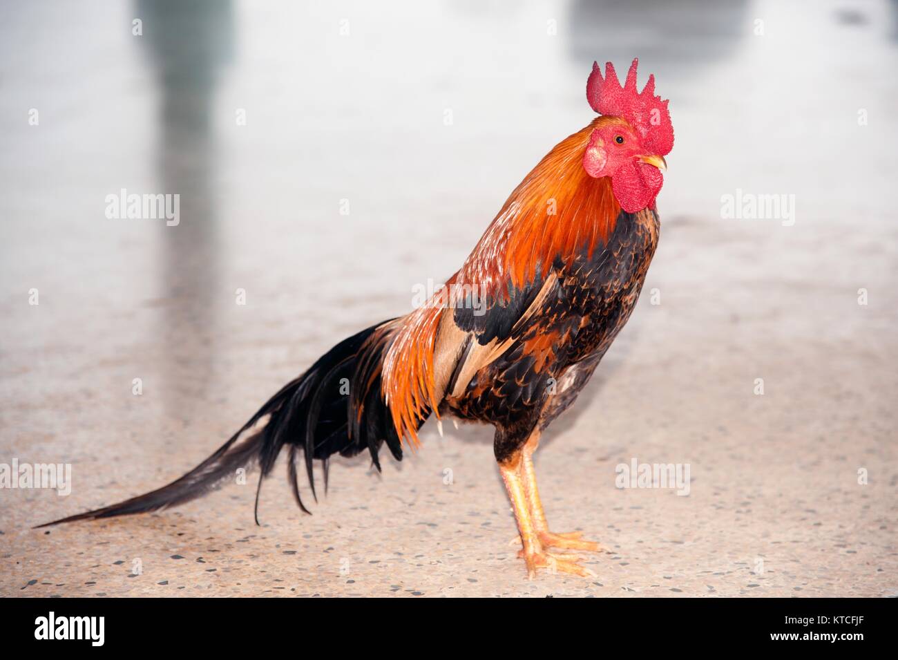 Handsome rooster hi-res stock photography and images - Alamy