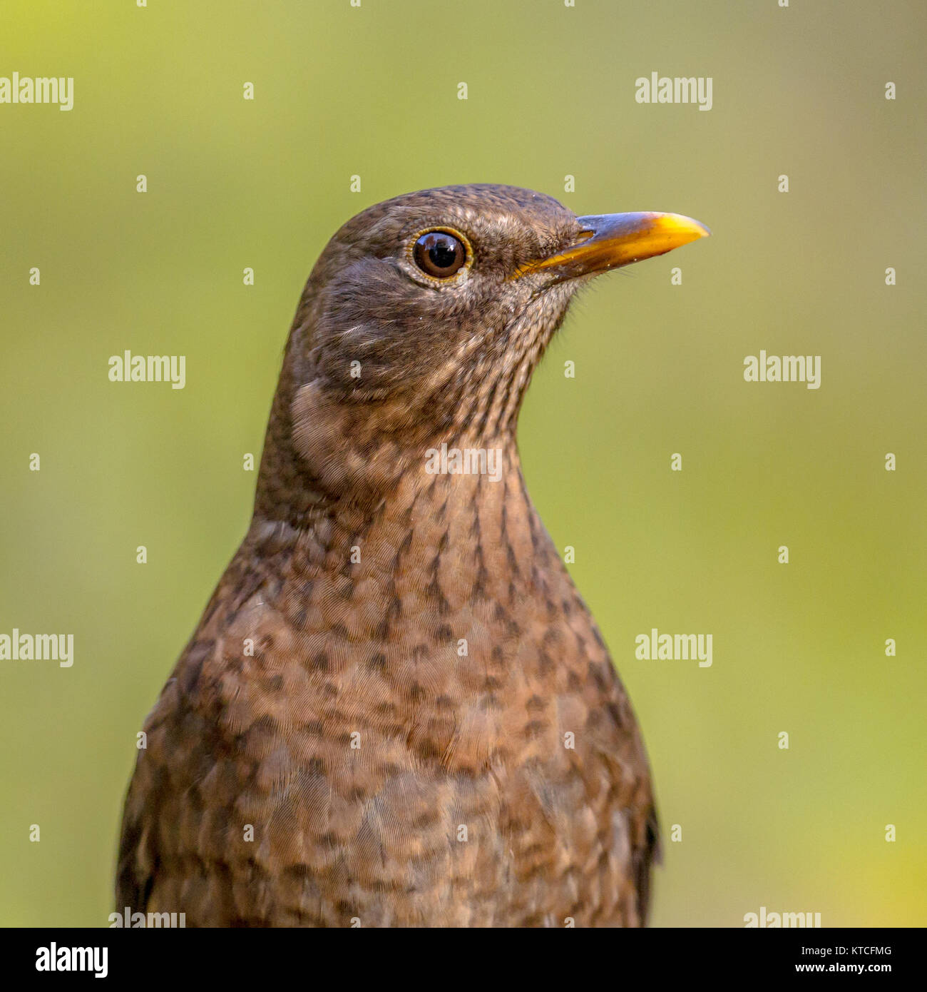 Common garden bird birds hi-res stock photography and images - Alamy