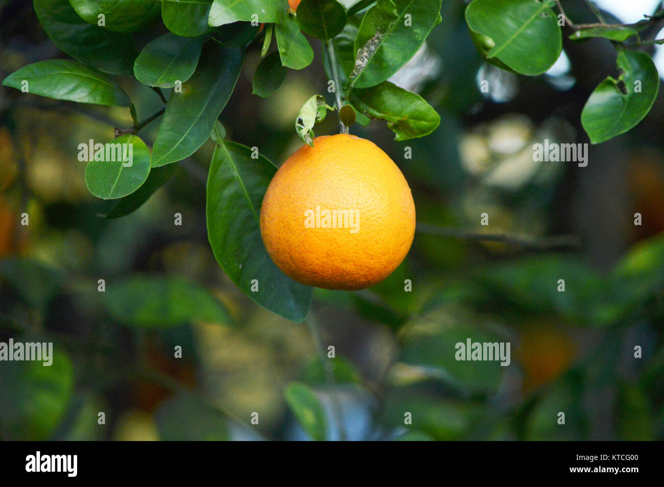 Oranges hanging from a tree Stock Photo - Alamy
