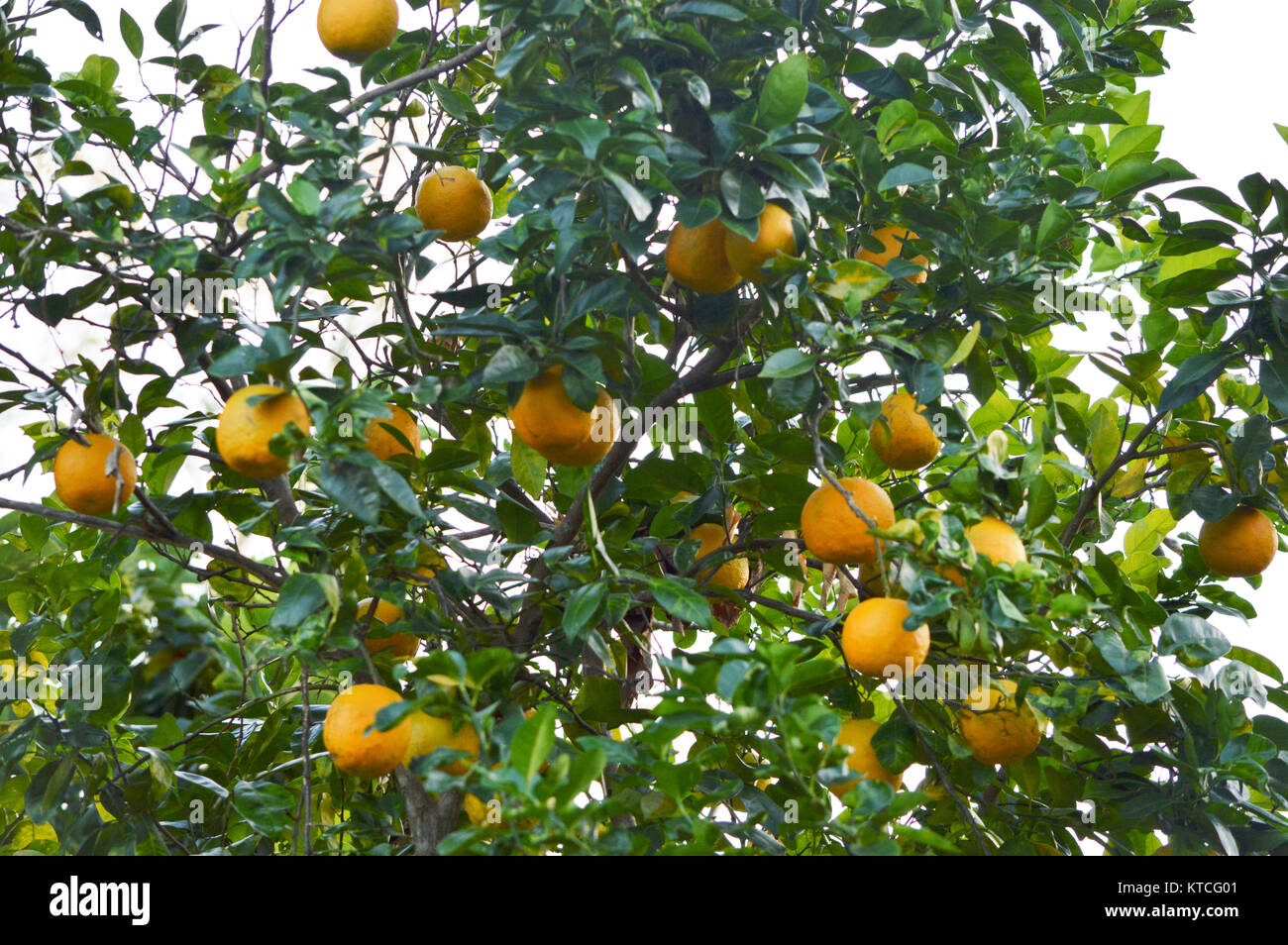 Oranges hanging from a tree Stock Photo - Alamy