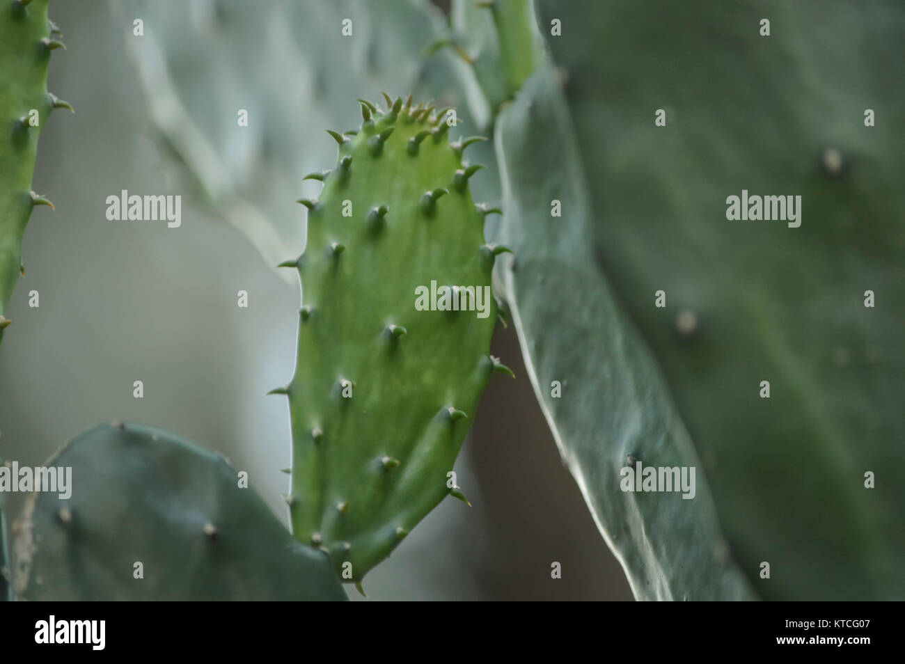 The beautiful green cactus Stock Photo - Alamy