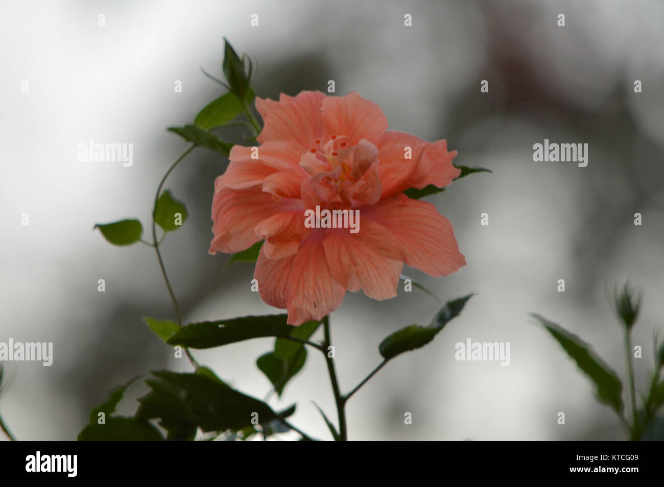Pretty double peach hibiscus Stock Photo - Alamy