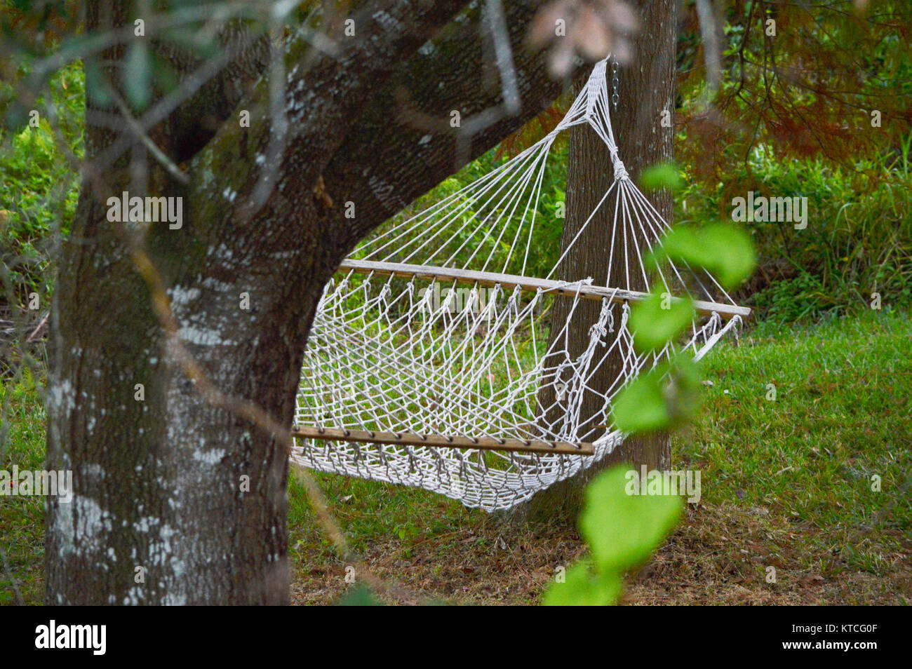 A hammock hanging in the woods Stock Photo - Alamy