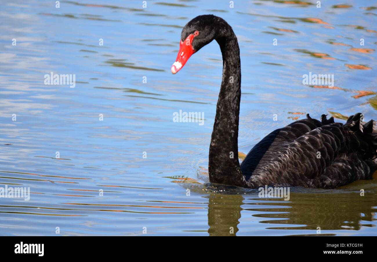 Happy swan hi-res stock photography and images - Alamy