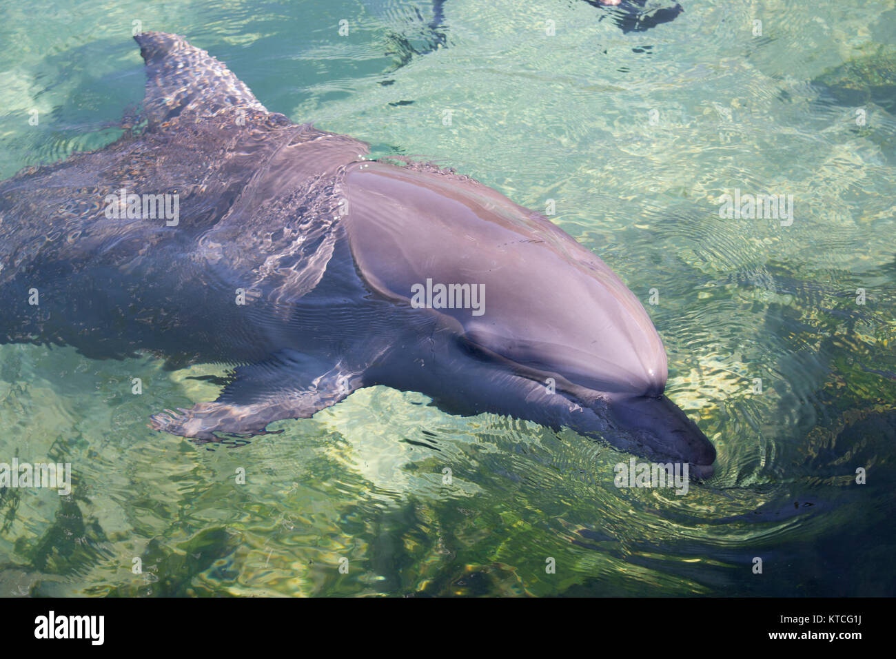 Underwater dolphin hi-res stock photography and images - Alamy