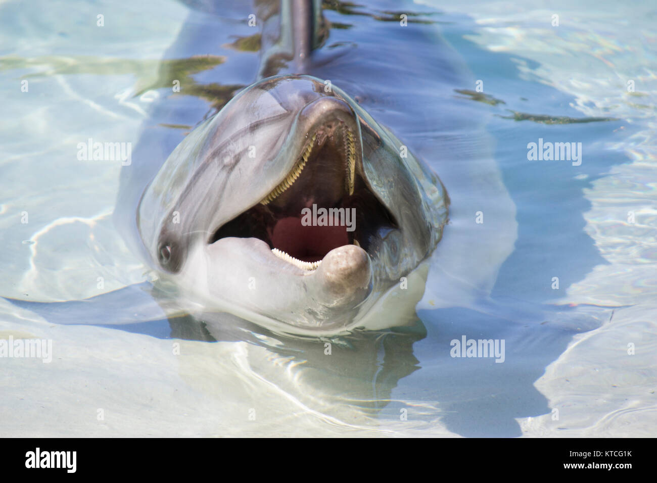 Inside a Dolphins mouth Stock Photo - Alamy